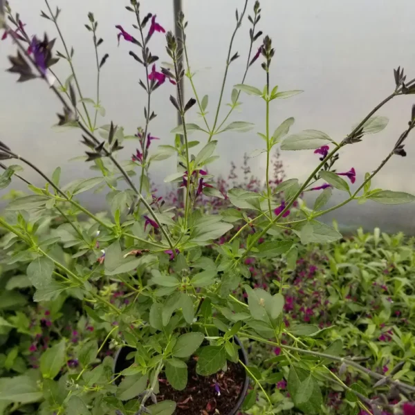 Salvia 'Nachtvlinder' - Crossgate Nursery