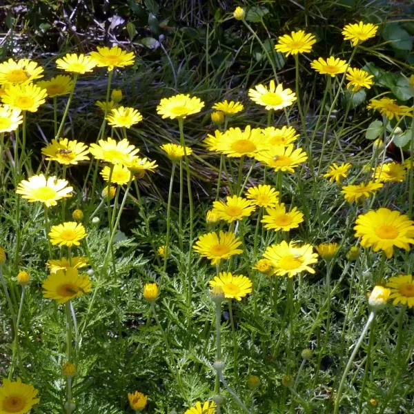 Anthemis tinctoria 'Kelwayi' - Crossgate Nursery