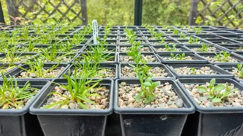 How we Grow and Sell Plants - Crossgate Nursery