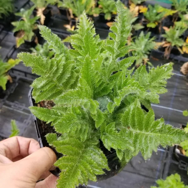 Papaver orientale 'Checkers' - Crossgate Nursery