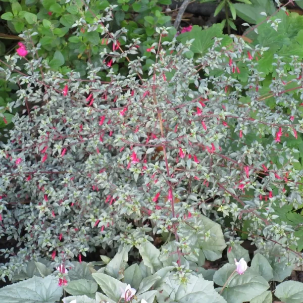 Fuchsia microphylla ssp. hemsleyana 'Silver Lining' - Crossgate Nursery