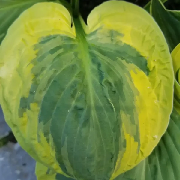 Hosta 'Carnival' - Crossgate Nursery