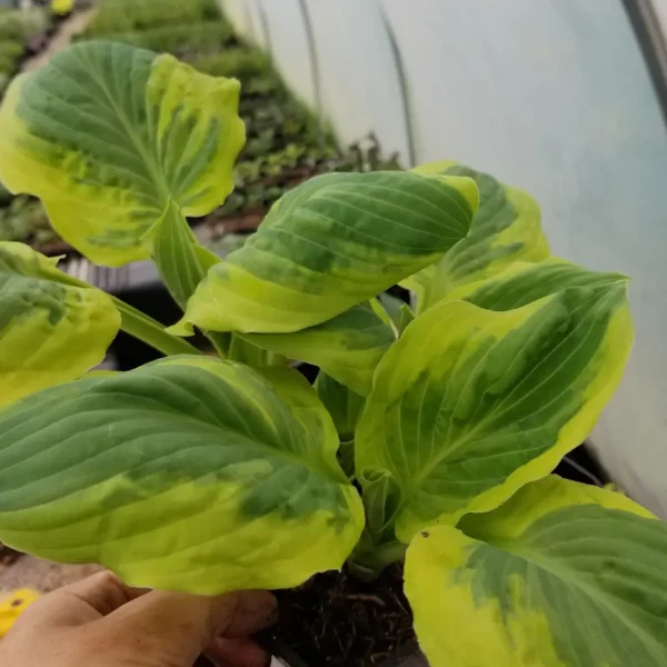 Hosta 'Carnival' - Crossgate Nursery