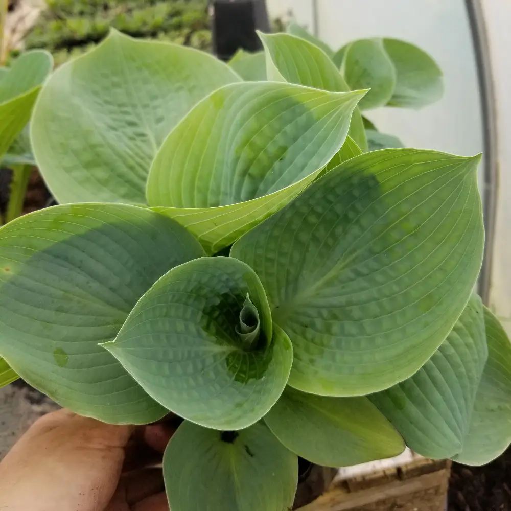 Hosta 'Love Pat' - Crossgate Nursery
