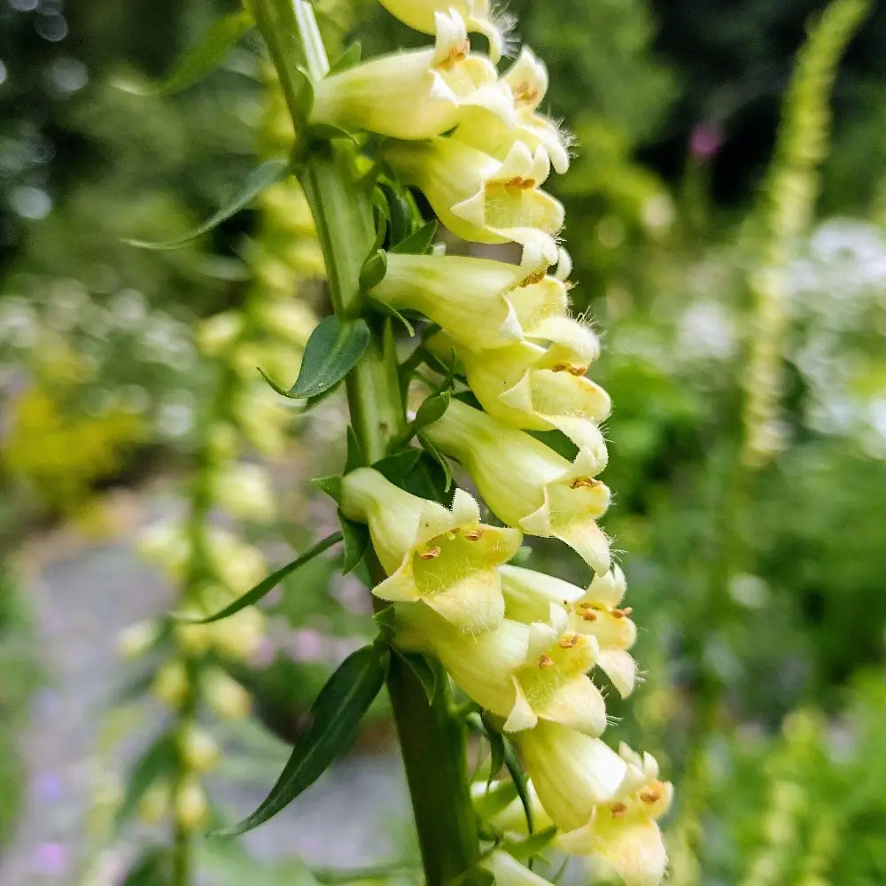 Digitalis lutea - Crossgate Nursery