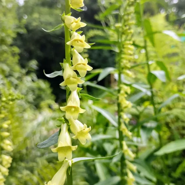 Digitalis lutea - Crossgate Nursery
