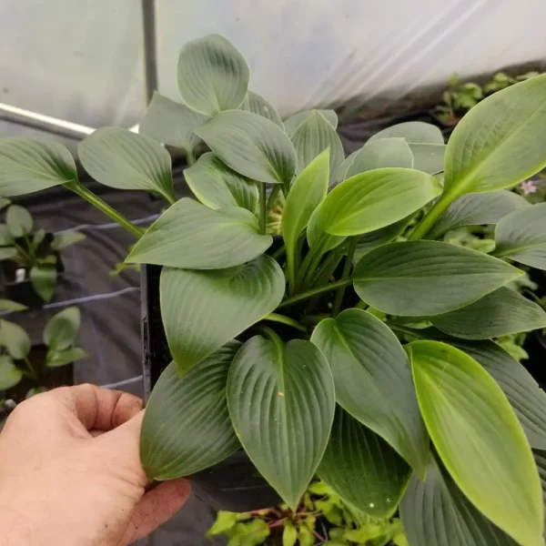 Hosta 'Devon Green' - Crossgate Nursery