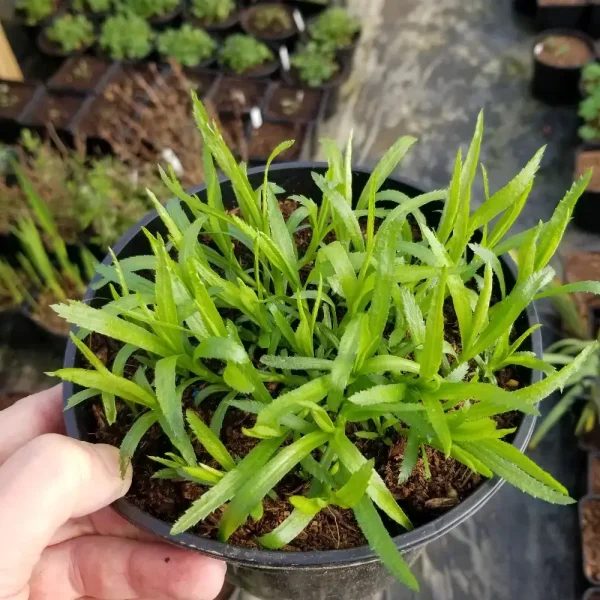 Achillea ptarmica 'Marshmallow' - Crossgate Nursery