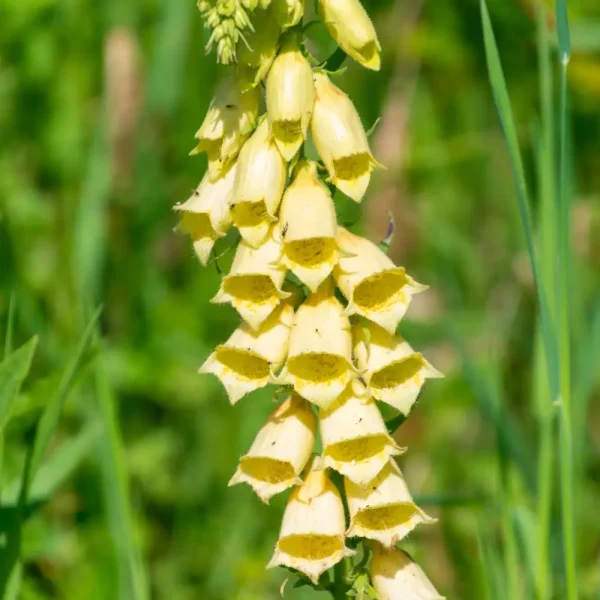 Digitalis grandiflora - Crossgate Nursery