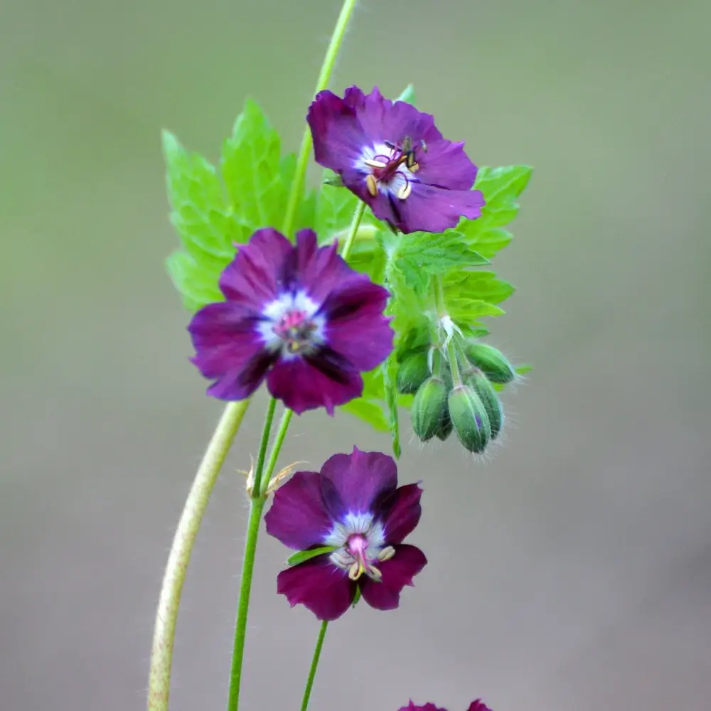Geranium phaeum - Crossgate Nursery