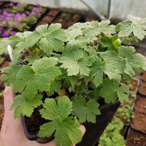 Geranium phaeum - Crossgate Nursery