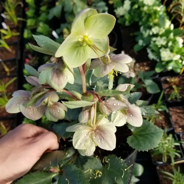 Helleborus x sternii - Crossgate Nursery
