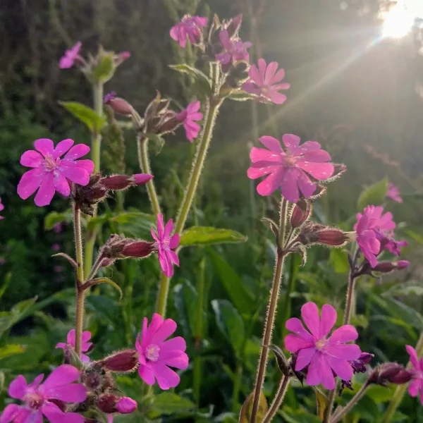 Silene schafta - Crossgate Nursery