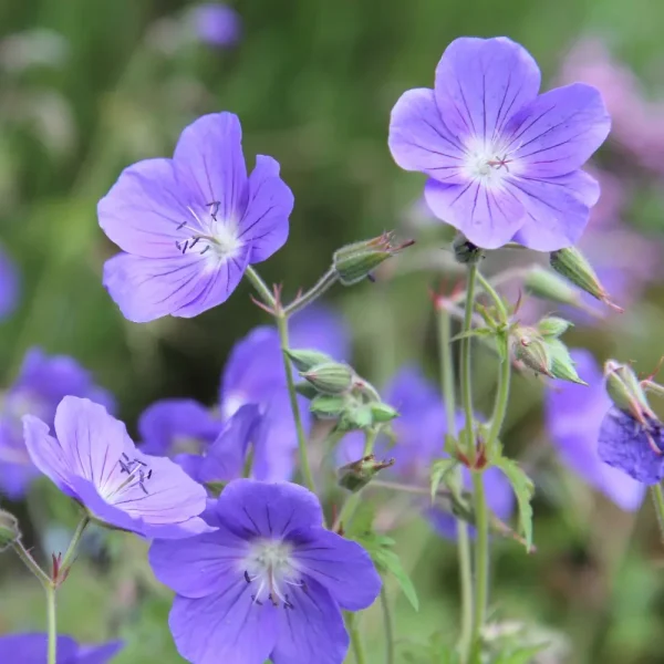 Geranium 'Brookside' - Crossgate Nursery