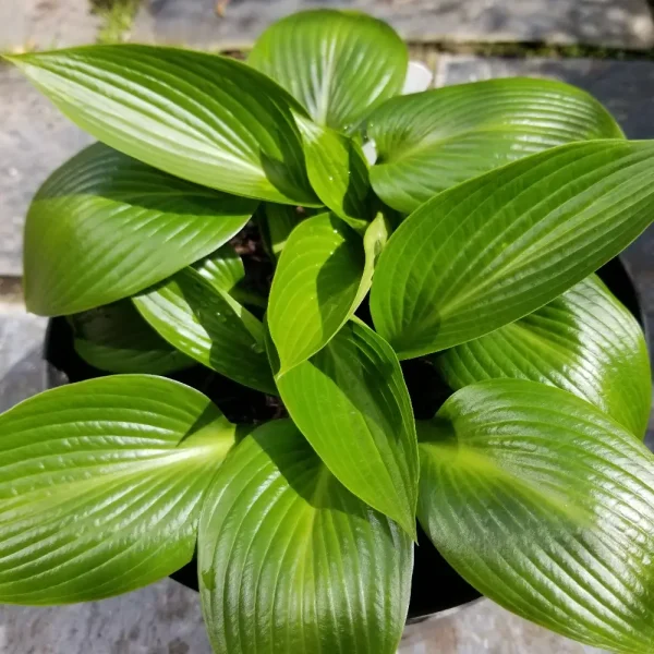 Hosta 'Devon Green' - Crossgate Nursery
