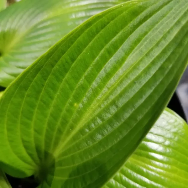 Hosta 'Devon Green' - Crossgate Nursery