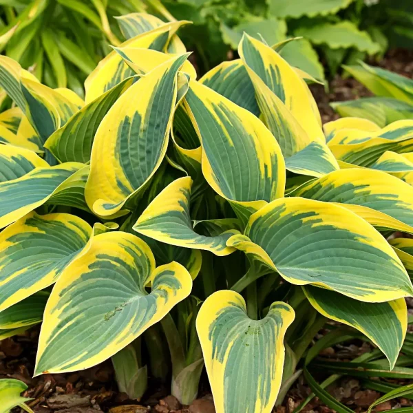 Hosta 'First Frost' - Crossgate Nursery