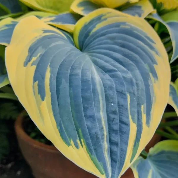 Hosta 'First Frost' - Crossgate Nursery