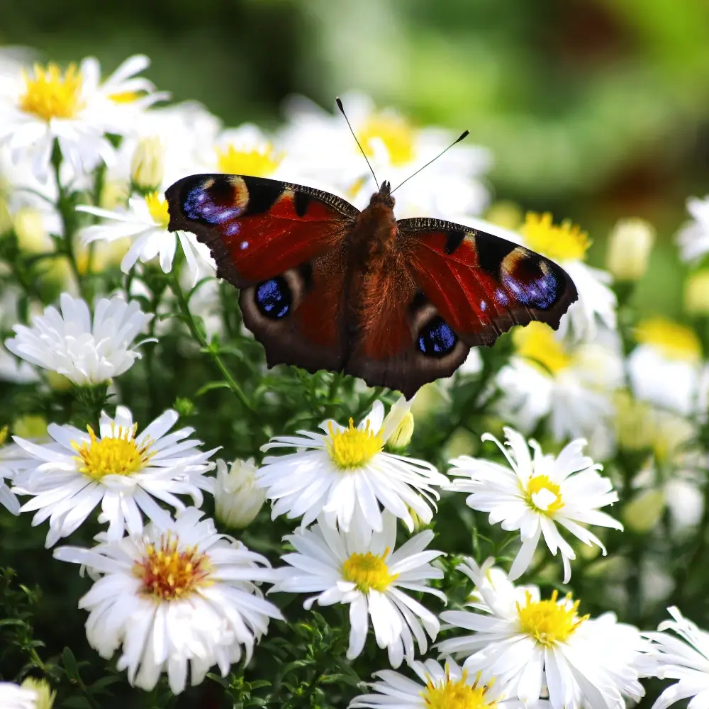 Symphyotrichum novi-belgii (Michaelmas Daisy / Aster) 'Snowsprite ...