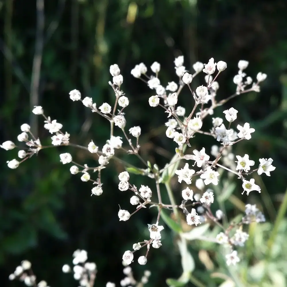 Gypsophilia paniculata - Crossgate Nursery
