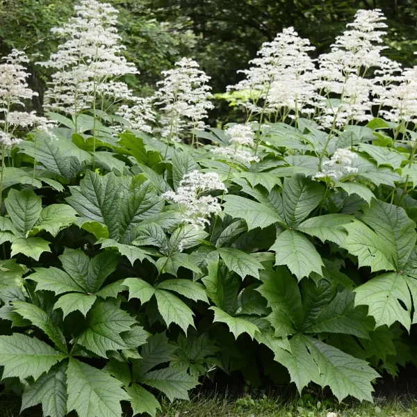 Rodgersia aesculifolia - Crossgate Nursery