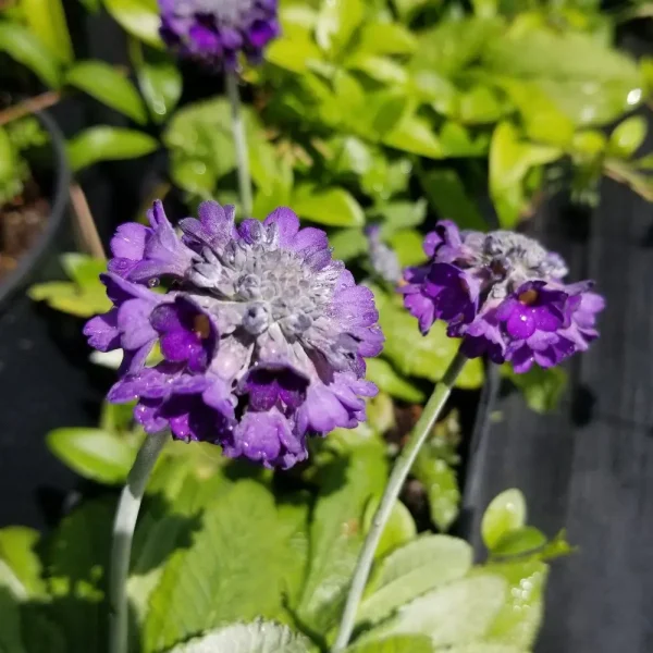 Primula capitata ssp. mooreana - Crossgate Nursery