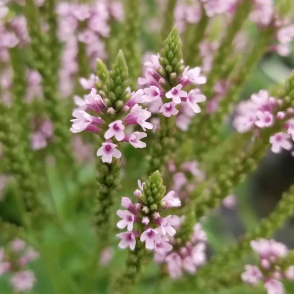 Verbena hastata 'Pink Spires' - Crossgate Nursery
